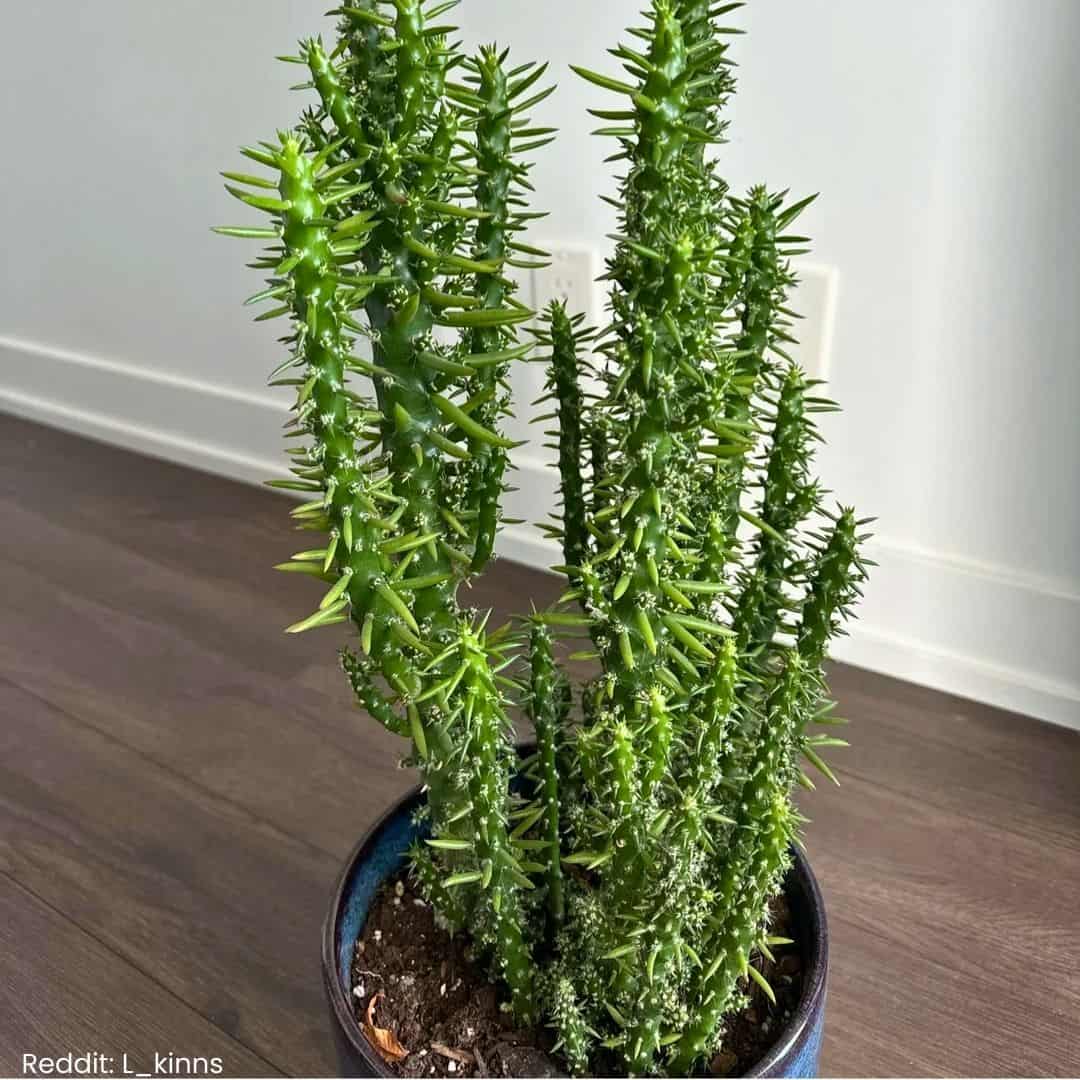 How To Care For Eve's Needle Cactus? » Simplify Plants