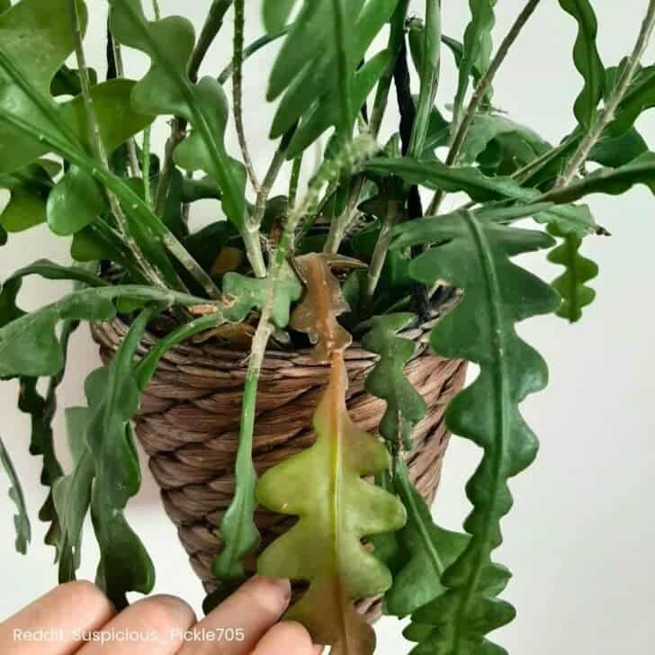 Fishbone Cactus Care: Everything You Need To Know! » Simplify Plants