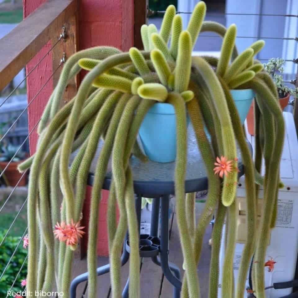 How To Care For Golden Rat Tail Cactus? » Simplify Plants