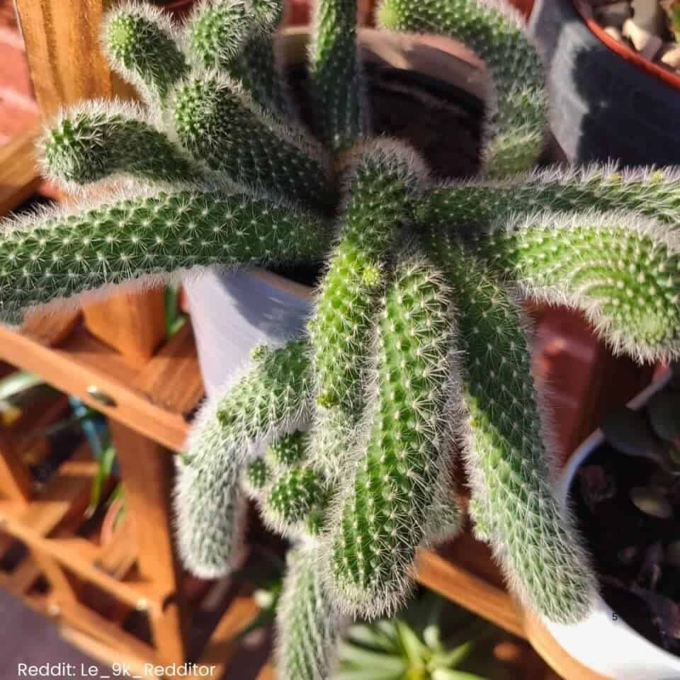 How To Care For Golden Rat Tail Cactus? » Simplify Plants