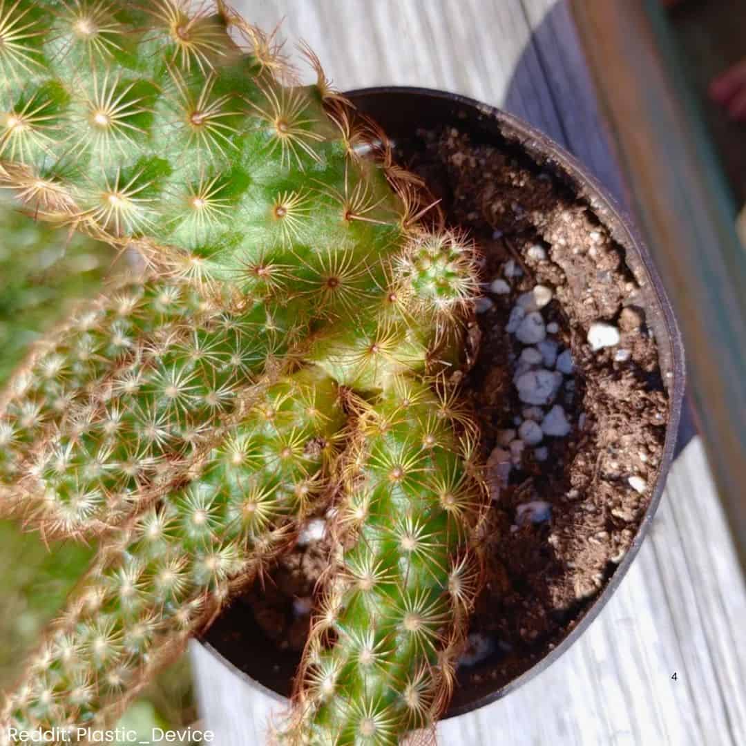 How To Care For Ladyfinger Cactus? » Simplify Plants