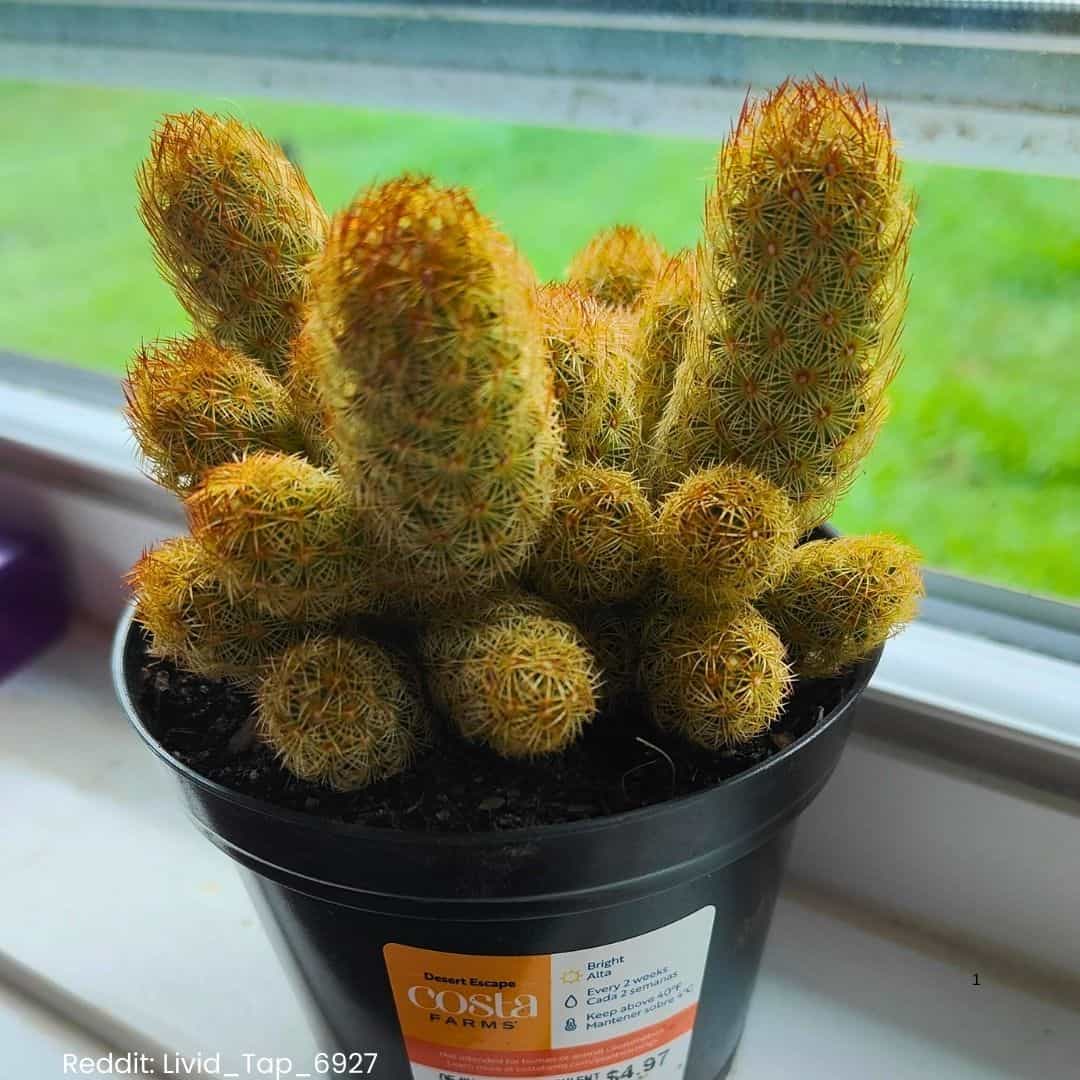 How To Care For Ladyfinger Cactus? » Simplify Plants