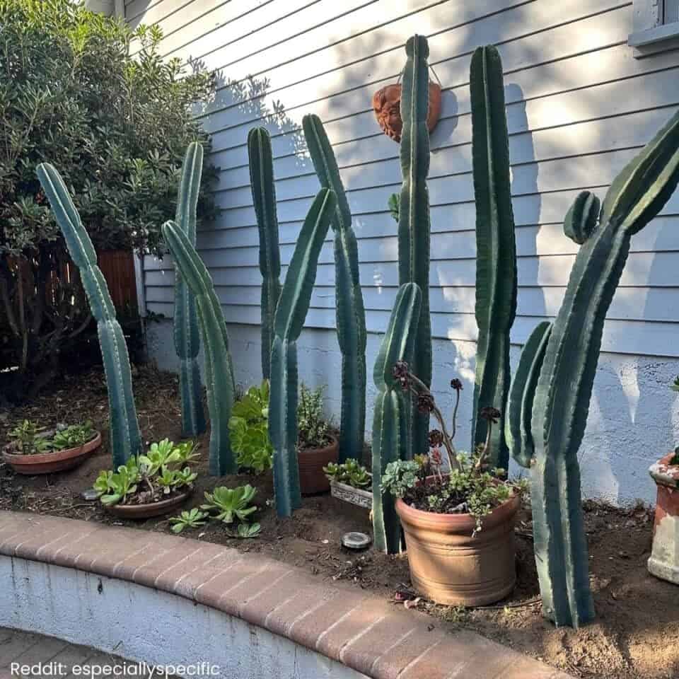 Josephs Coat Cactus Care: Tips For Thriving Succulents » Simplify Plants