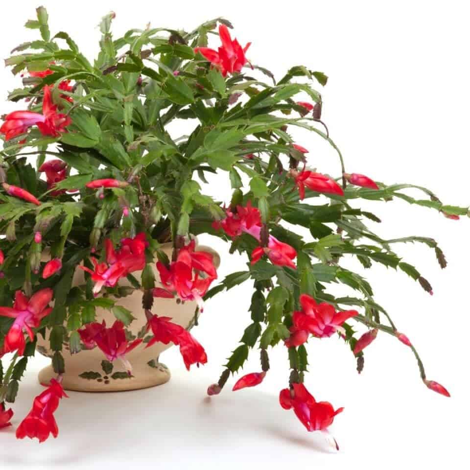How To Take Care Of A Thanksgiving Cactus? » Simplify Plants
