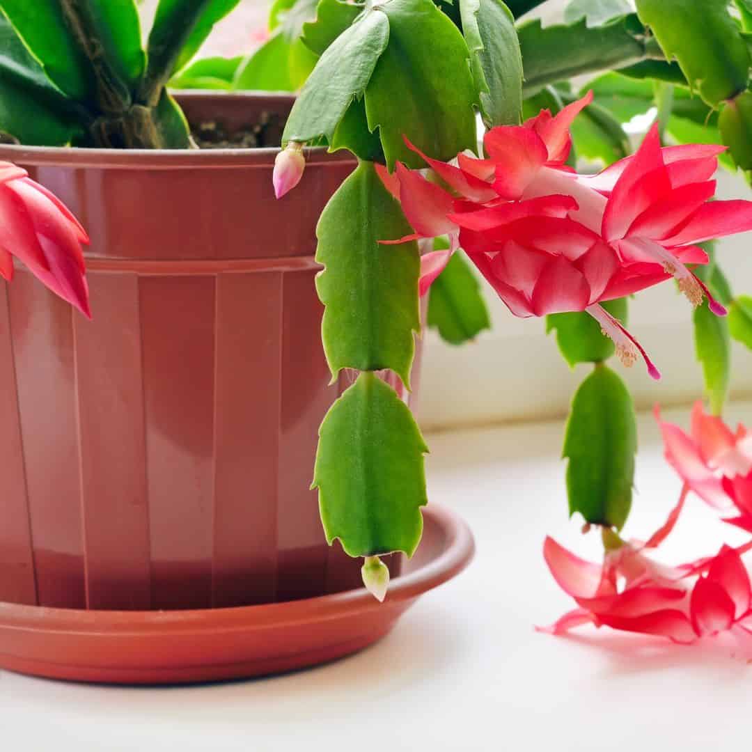 How To Take Care Of A Thanksgiving Cactus? » Simplify Plants
