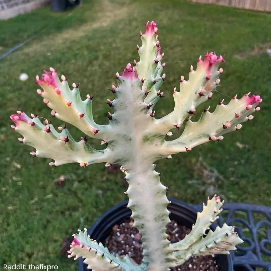 How To Care For White Ghost Cactus? » Simplify Plants