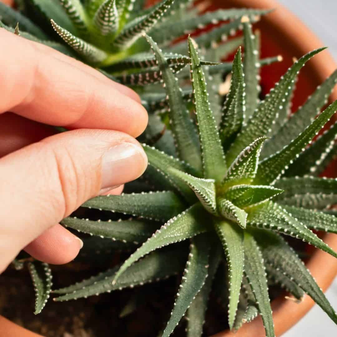 How To Care For A Zebra Cactus? » Simplify Plants