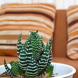 How To Care For A Zebra Cactus? » Simplify Plants