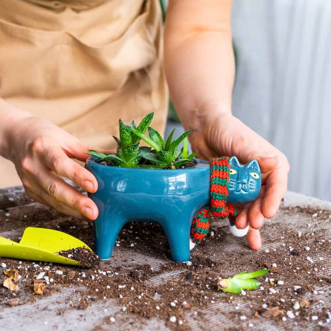 How To Care For A Zebra Cactus? » Simplify Plants