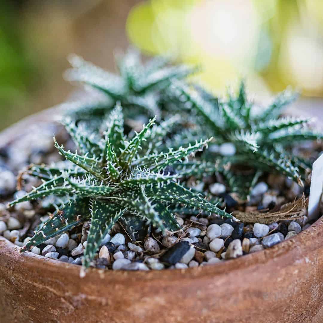 How To Care For A Zebra Cactus? » Simplify Plants