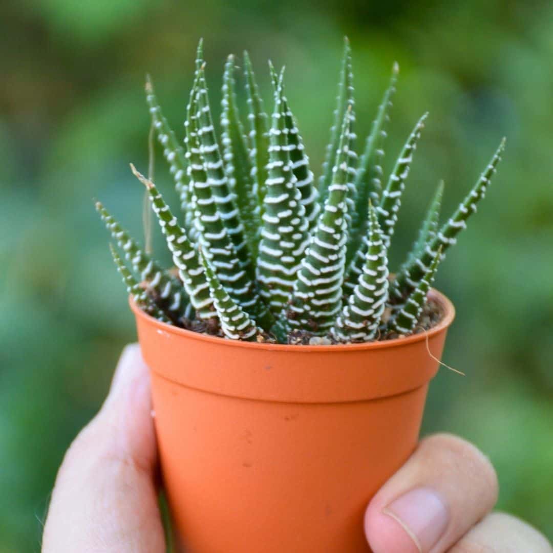11 Tips To Care For Cactus Indoors » Simplify Plants