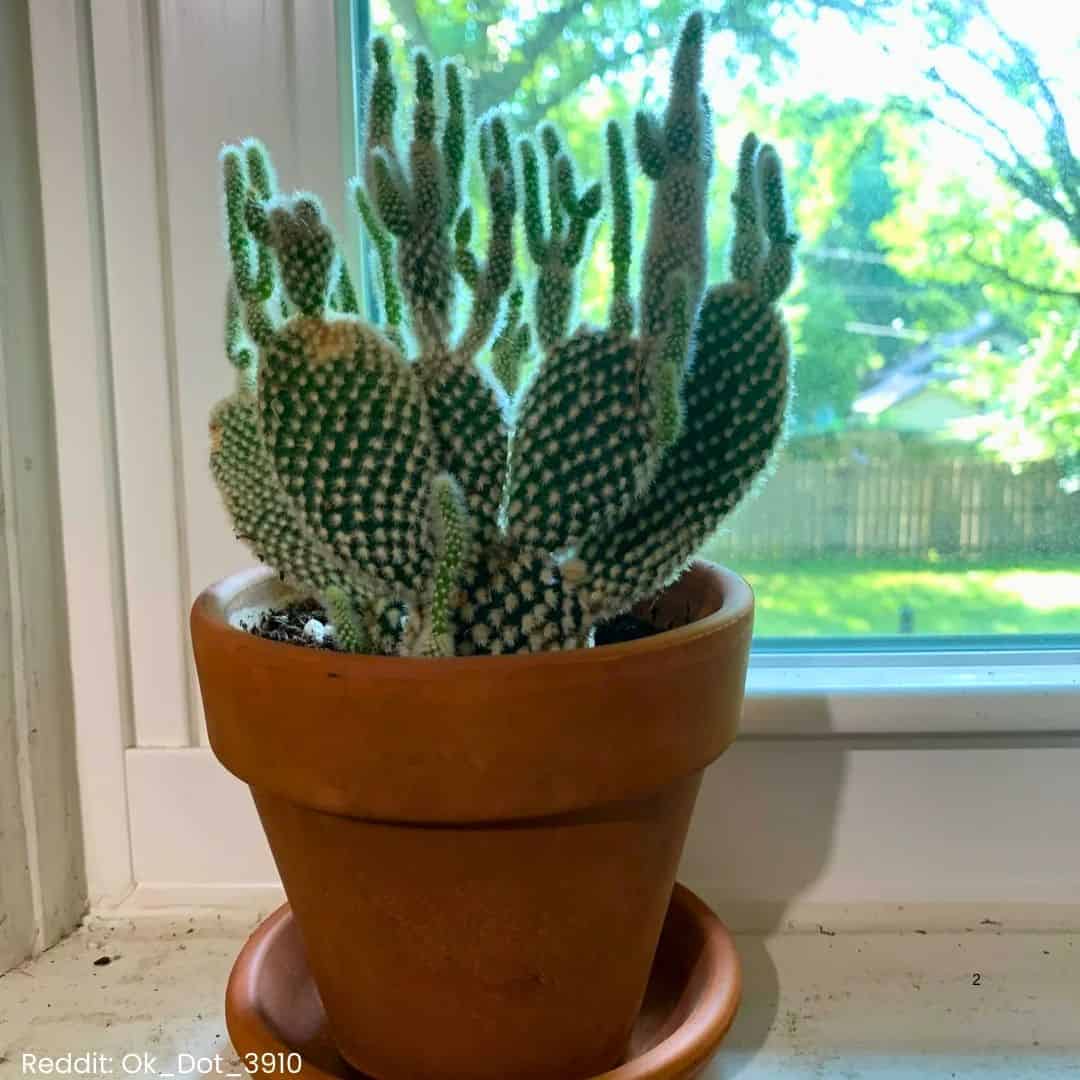 How To Care For Bunny Ear Cactus? » Simplify Plants