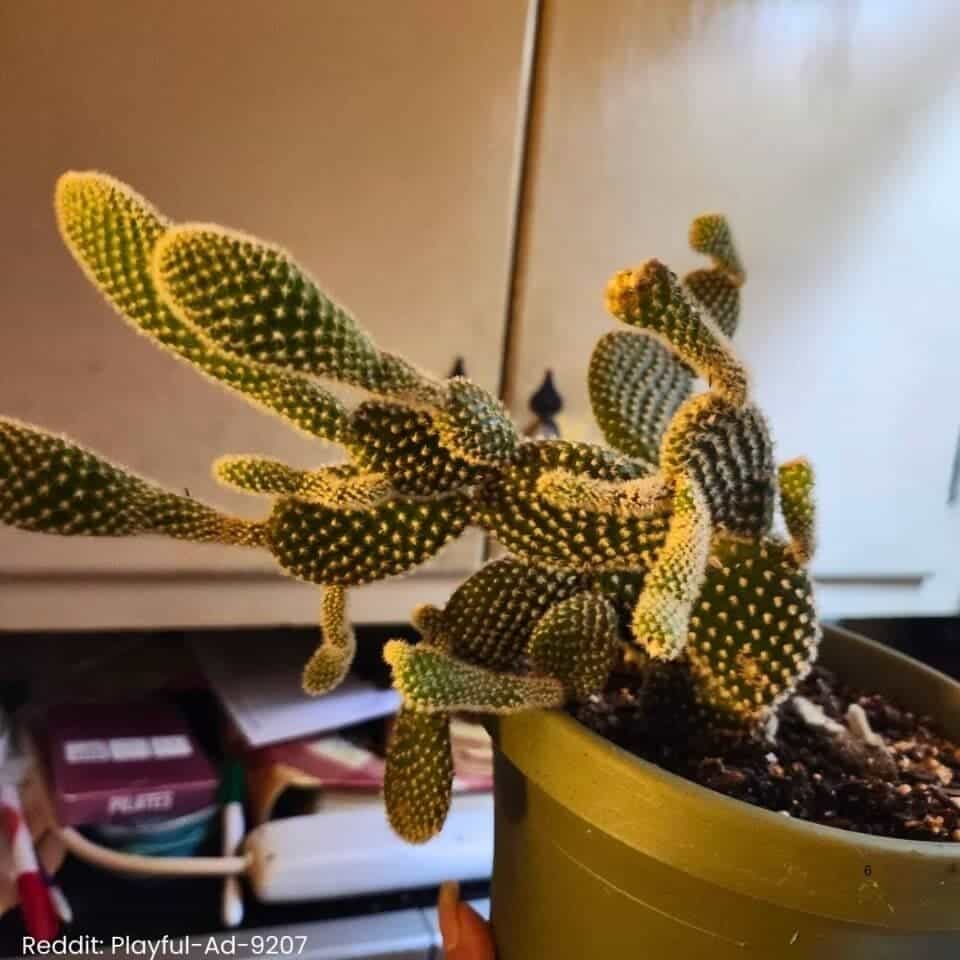 How To Care For Bunny Ear Cactus? » Simplify Plants