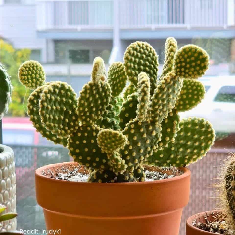 How To Care For Bunny Ear Cactus? » Simplify Plants