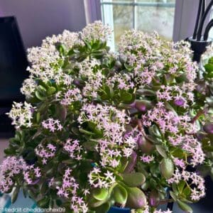10 Tips To Make A Jade Plant Bloom » Simplify Plants