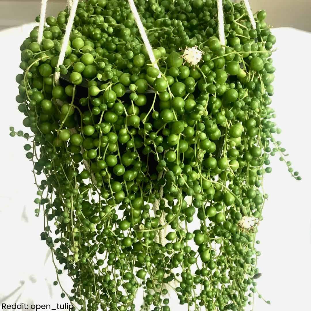 10 Tips To Make A String Of Pearls Plant Bloom » Simplify Plants