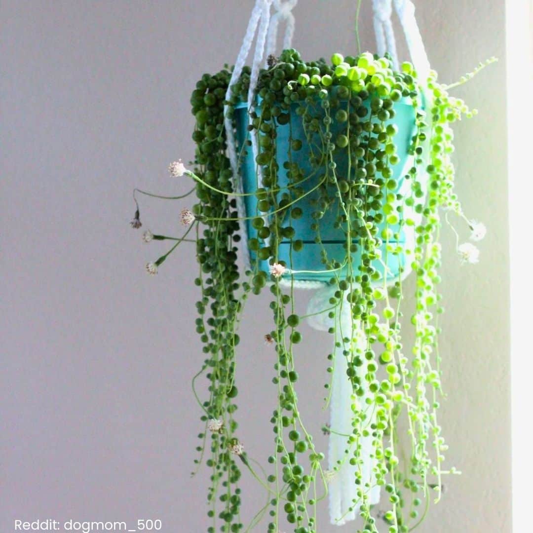 10 Tips To Make A String Of Pearls Plant Bloom » Simplify Plants
