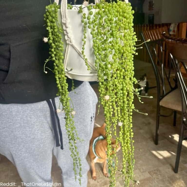 10 Tips To Make A String Of Pearls Plant Bloom » Simplify Plants