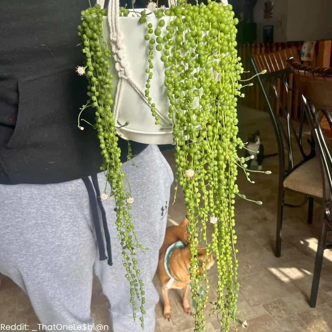 10 Tips To Make A String Of Pearls Plant Bloom » Simplify Plants