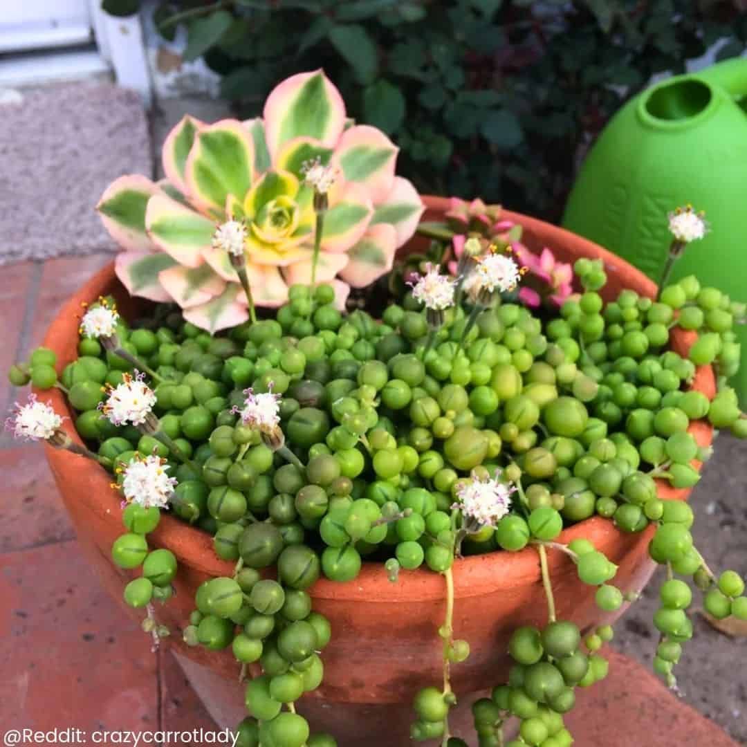10 Tips To Make A String Of Pearls Plant Bloom » Simplify Plants