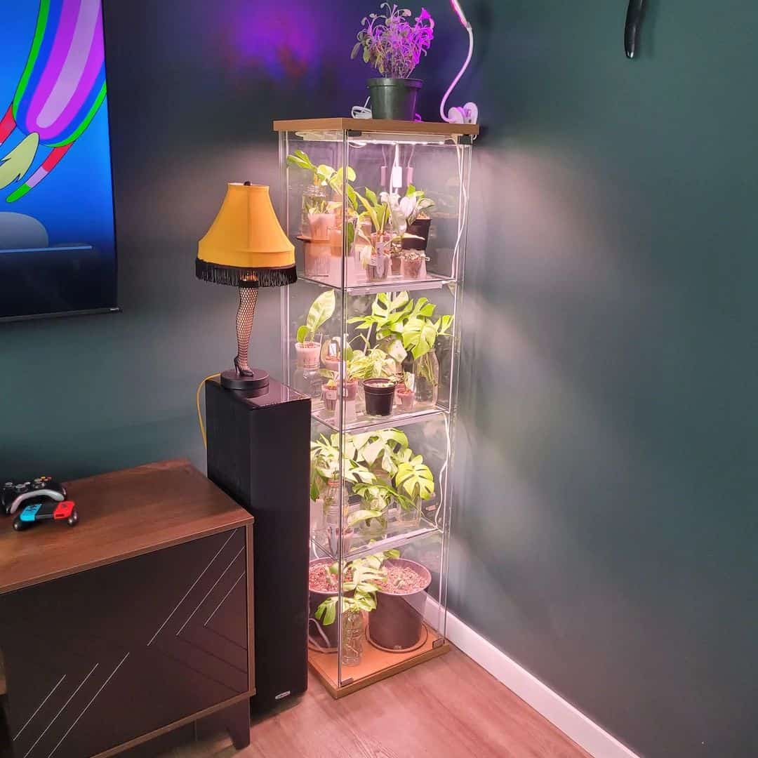 5 Clever Ways To Boost Humidity For Tropical Plants » Simplify Plants