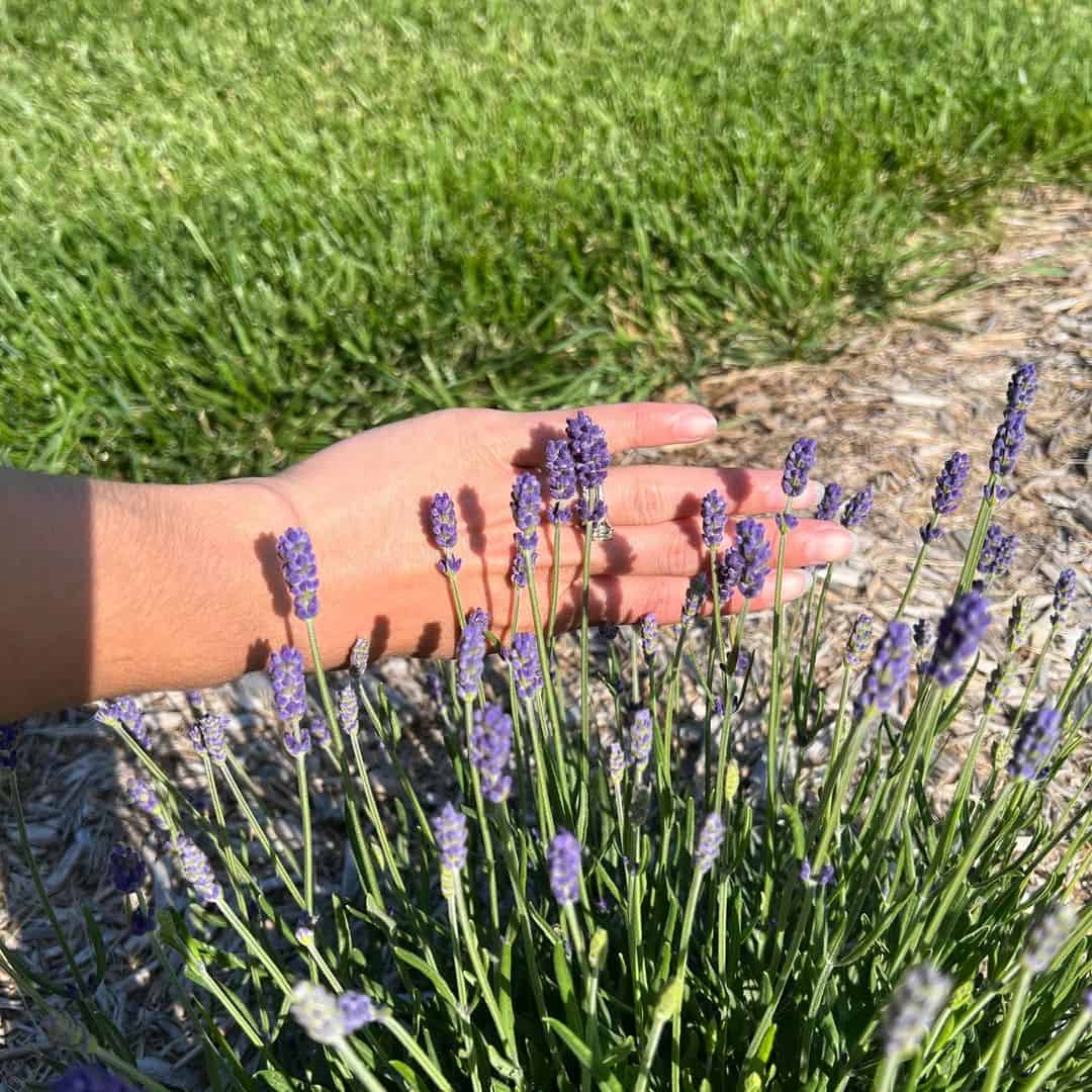 7 Heat-Tolerant Plants That Won’t Mind Skipping A Watering » Simplify ...