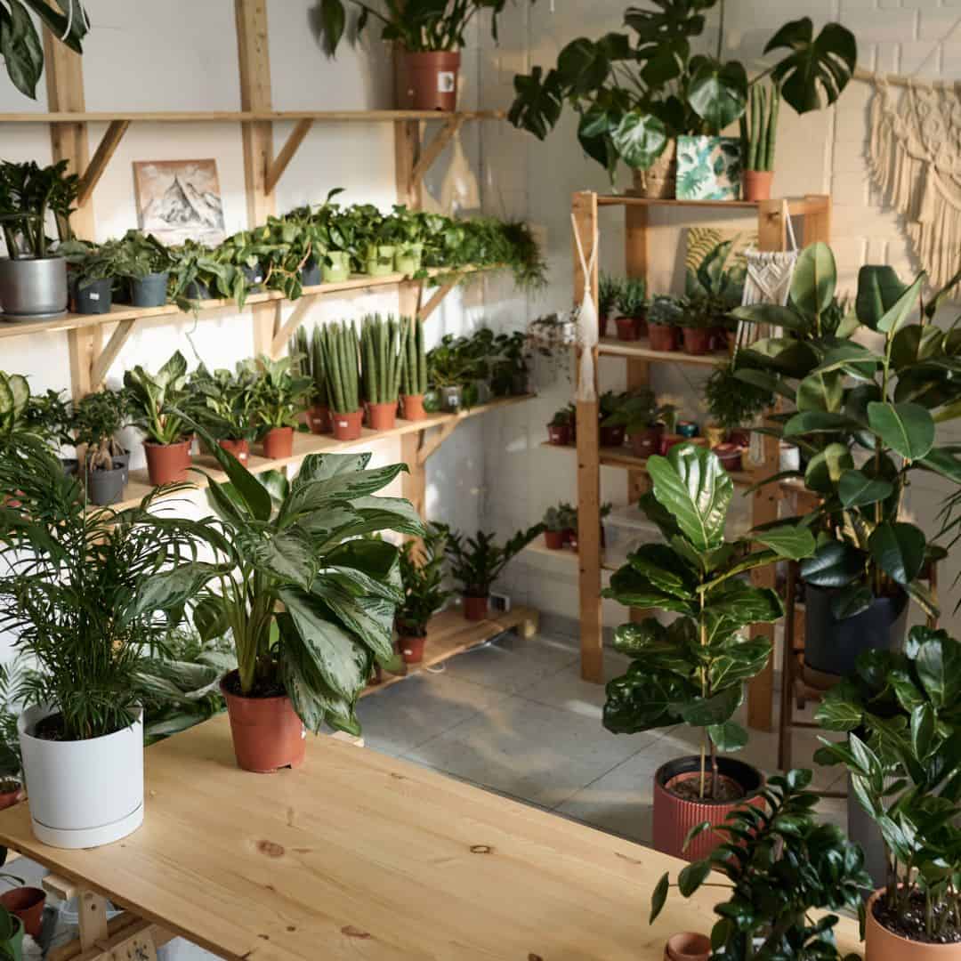 8 Tips To Keep Your Plants Alive While You’re On Vacation » Simplify Plants
