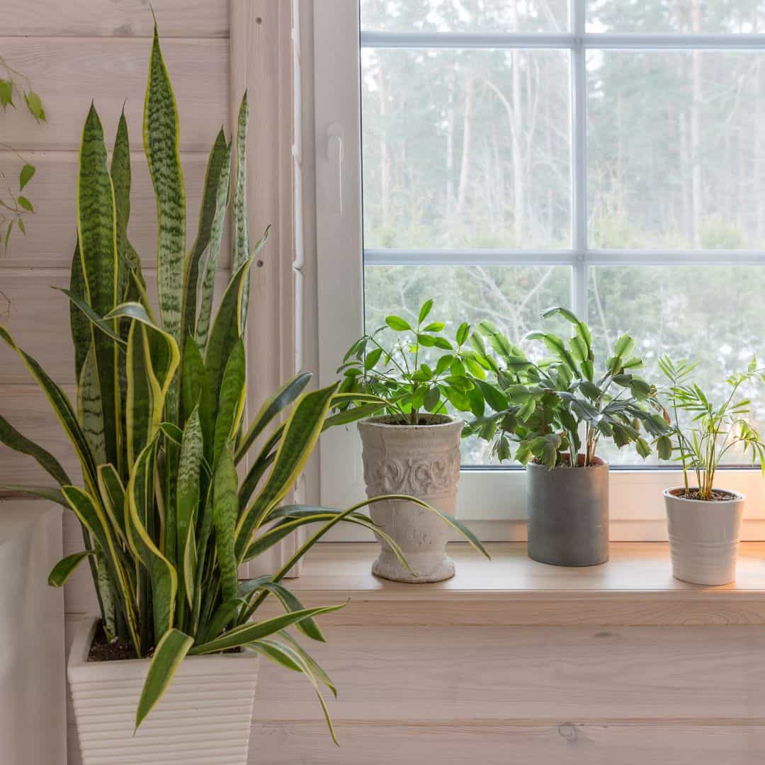 8 Best Indoor Trailing Plants To Transform Your Space » Simplify Plants