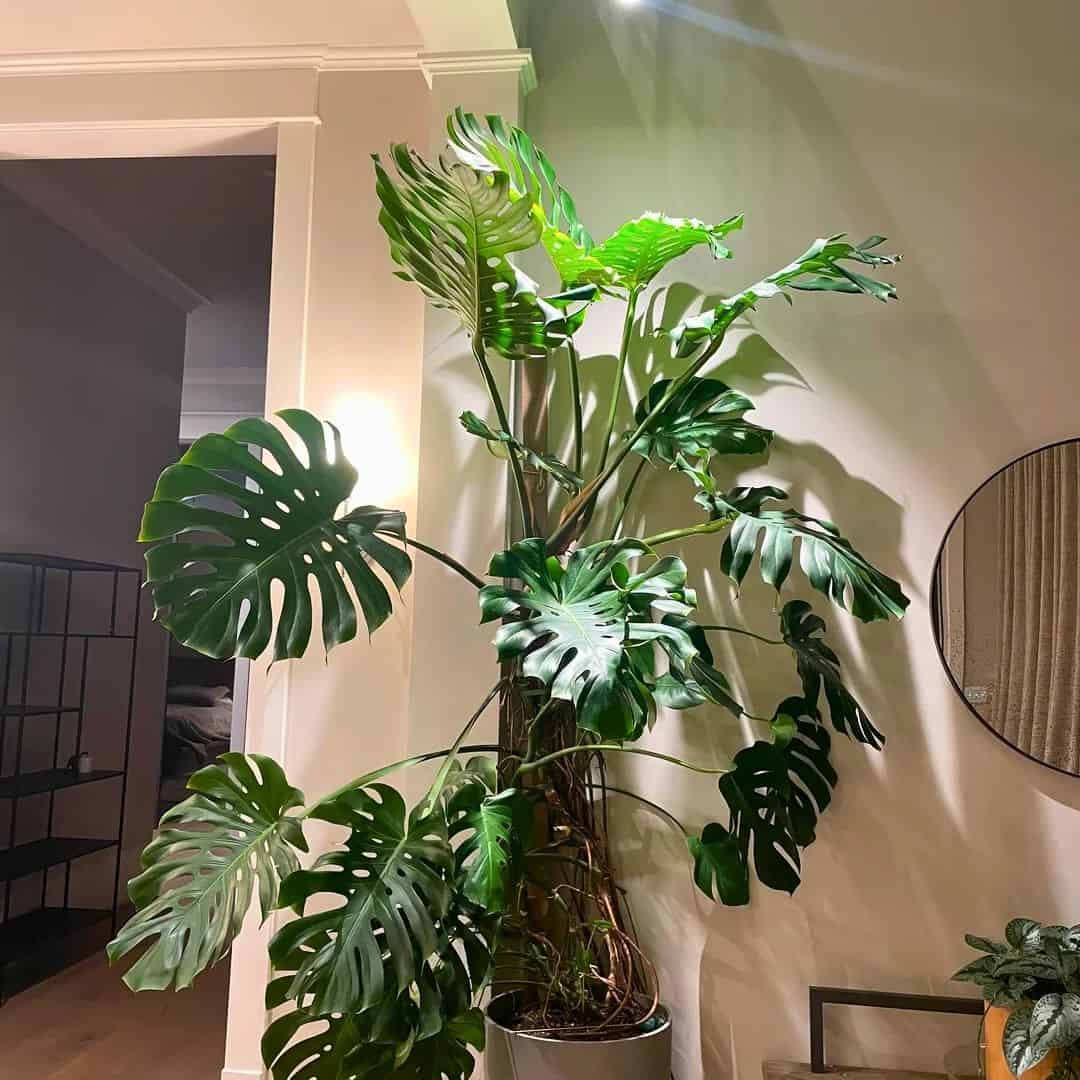 My Top 10 Tips For Training Monstera To Climb » Simplify Plants