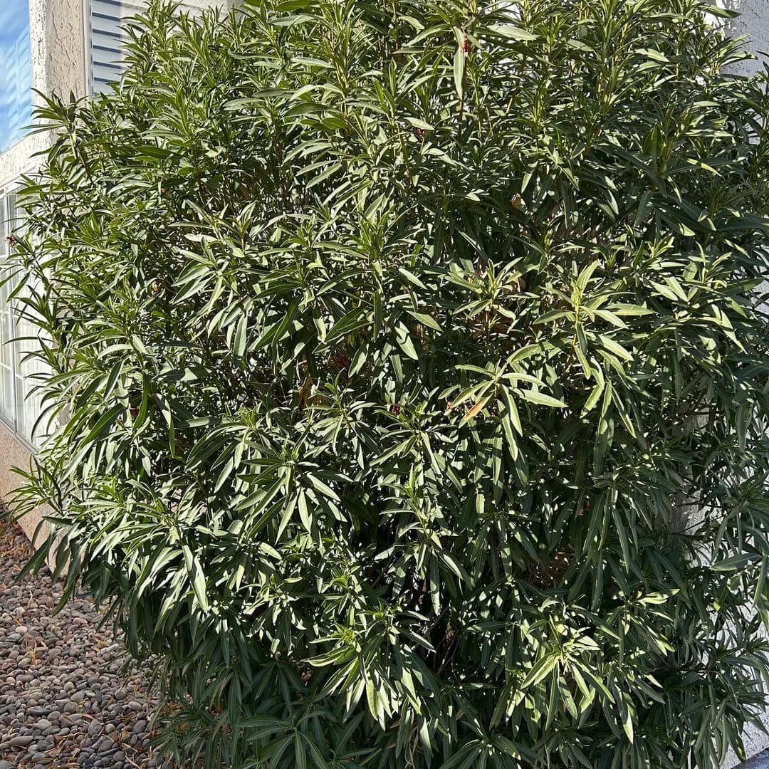 7 Heat-Tolerant Plants That Won’t Mind Skipping A Watering » Simplify ...