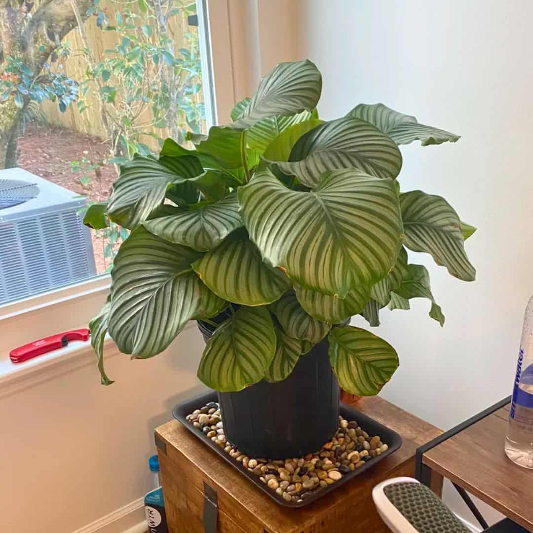 6 No-Fail Hacks For Self-Watering While You’re Away » Simplify Plants