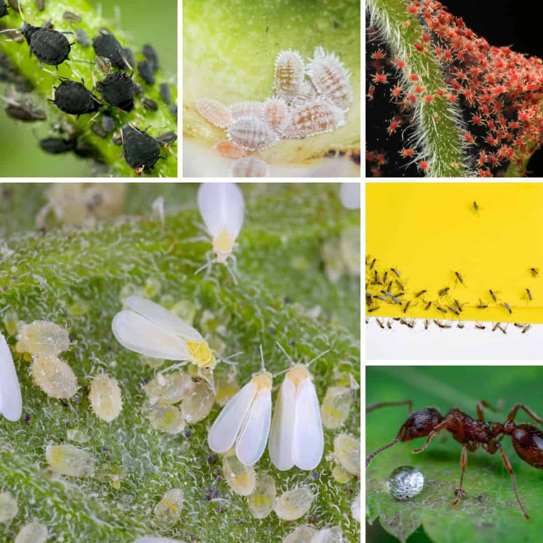 4 DIY Sprays That Fight Pests Without Hurting Your Plants » Simplify Plants