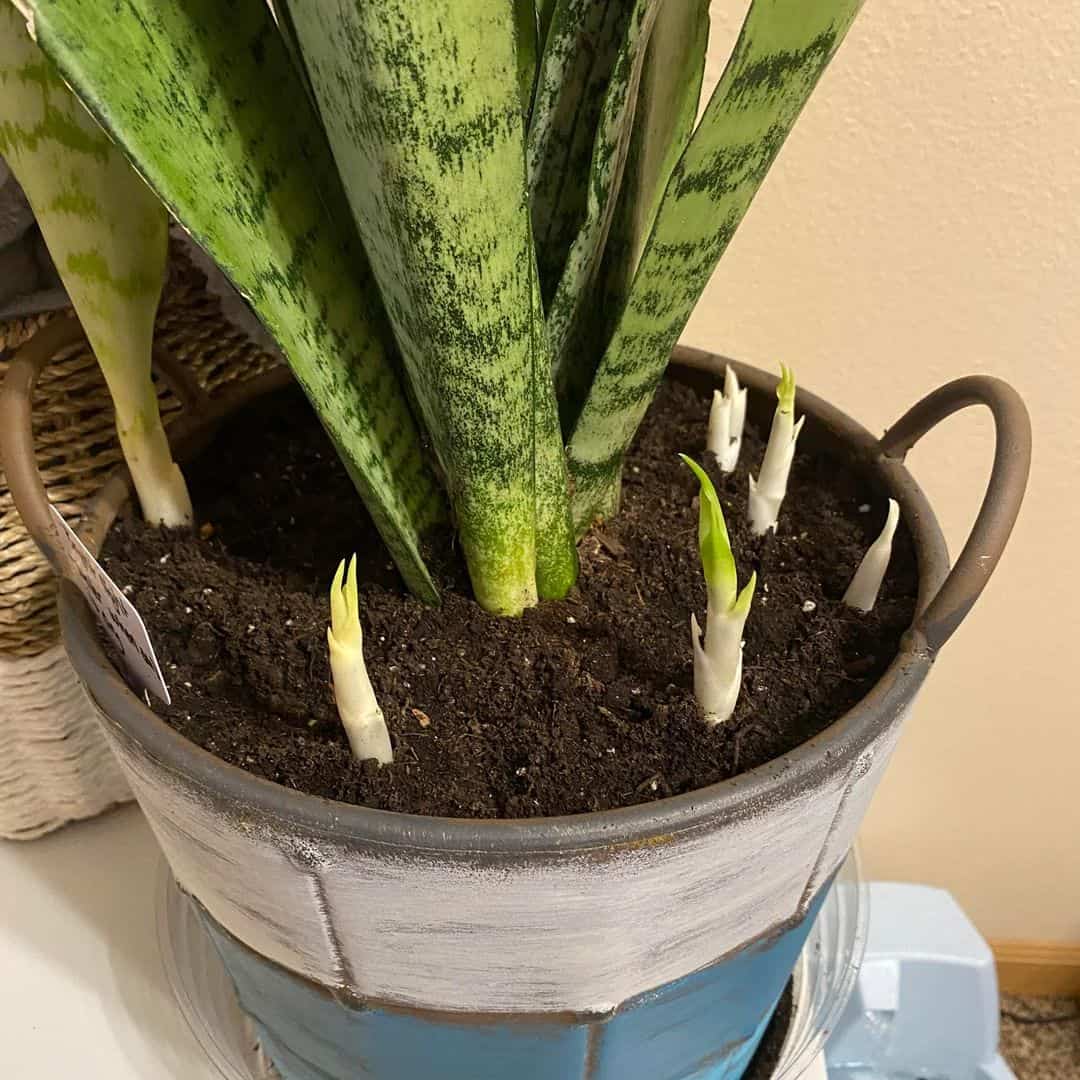 10 Best Pots For Thriving Snake Plants » Simplify Plants