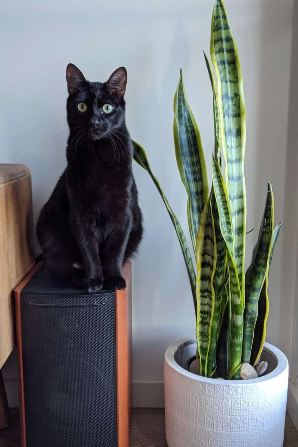 7 Stylish Ways To Decorate Your Home With Snake Plants » Simplify Plants