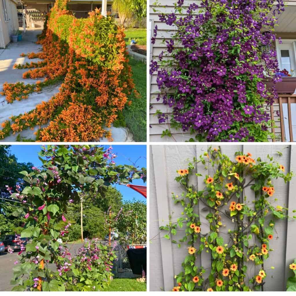 18 Fast-Growing Climbing Plants For Balconies And Patios » Simplify Plants