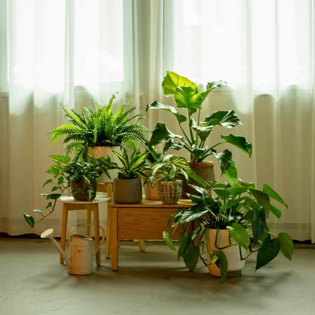 16 Houseplants With Unique & Unusual Leaves That You Have Never Seen ...