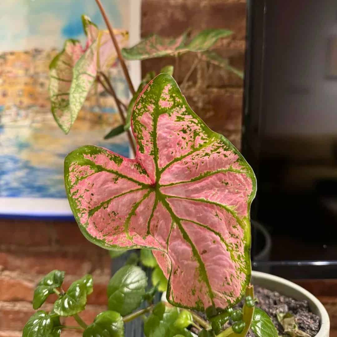 5 Foliage Plants That Show Off Stunning Summer Color » Simplify Plants