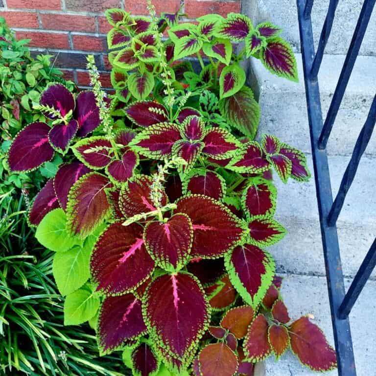 15 Best Window Box Flowers That Thrive In Full Sun » Simplify Plants