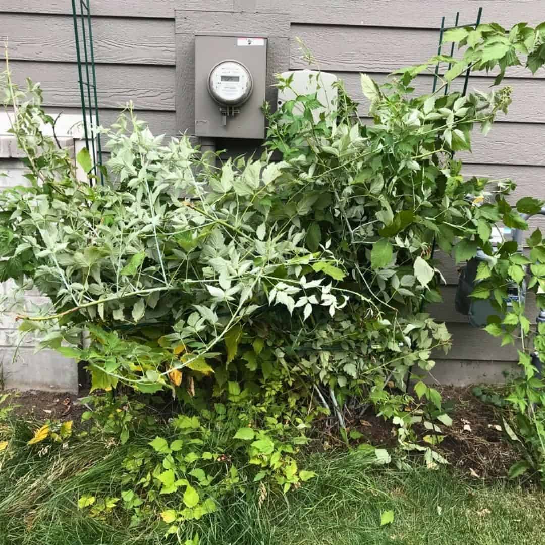 8 Fall Propagation Projects For Beginners » Simplify Plants