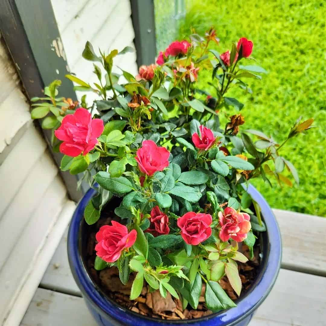 My Top 10 Tricks For Growing Miniature Roses Indoors Like A Pro ...
