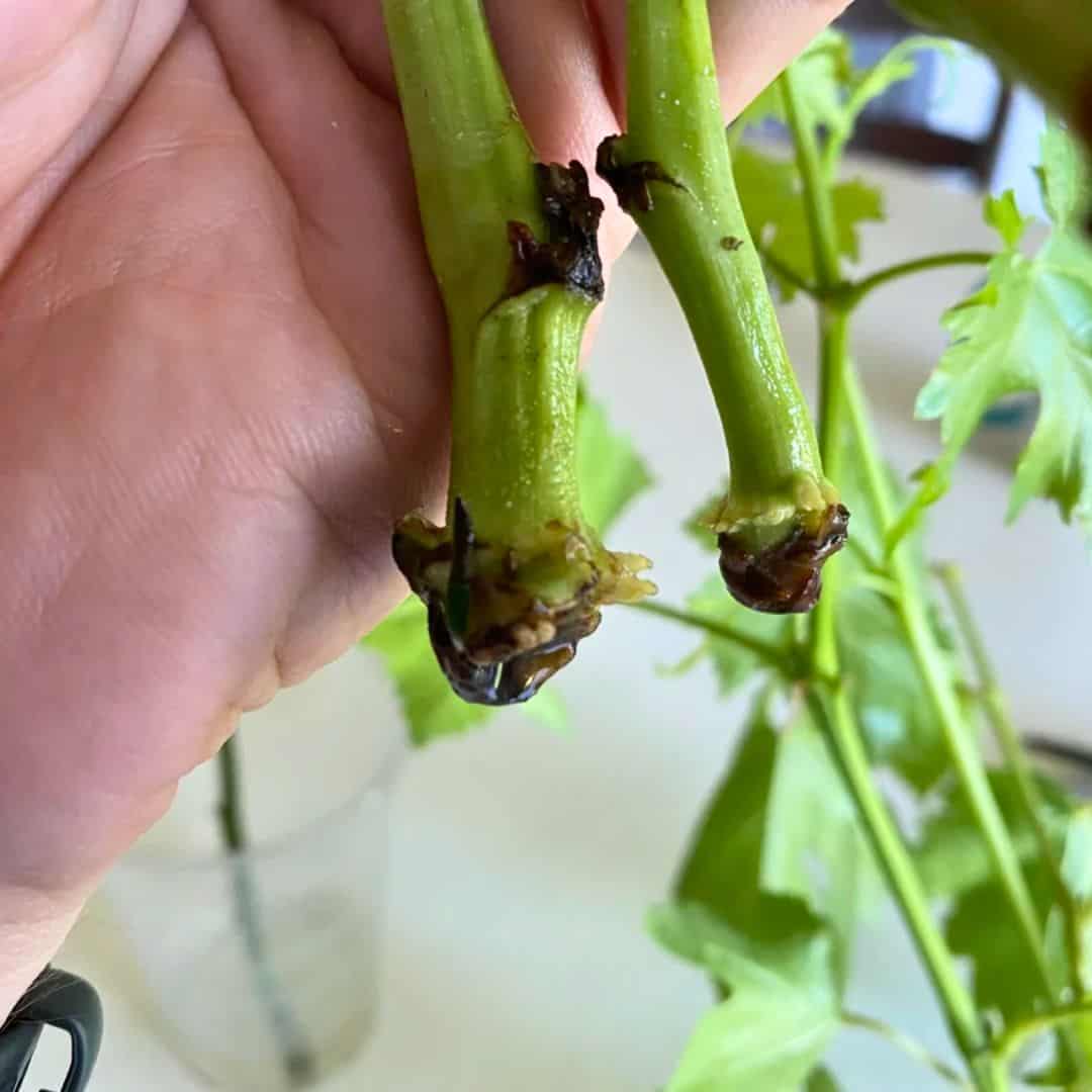 8 Fall Propagation Projects For Beginners » Simplify Plants