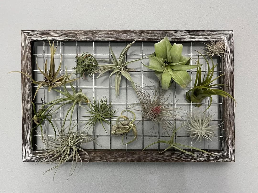 20 Creative Air Plant Display Ideas (With Real Images) » Simplify Plants