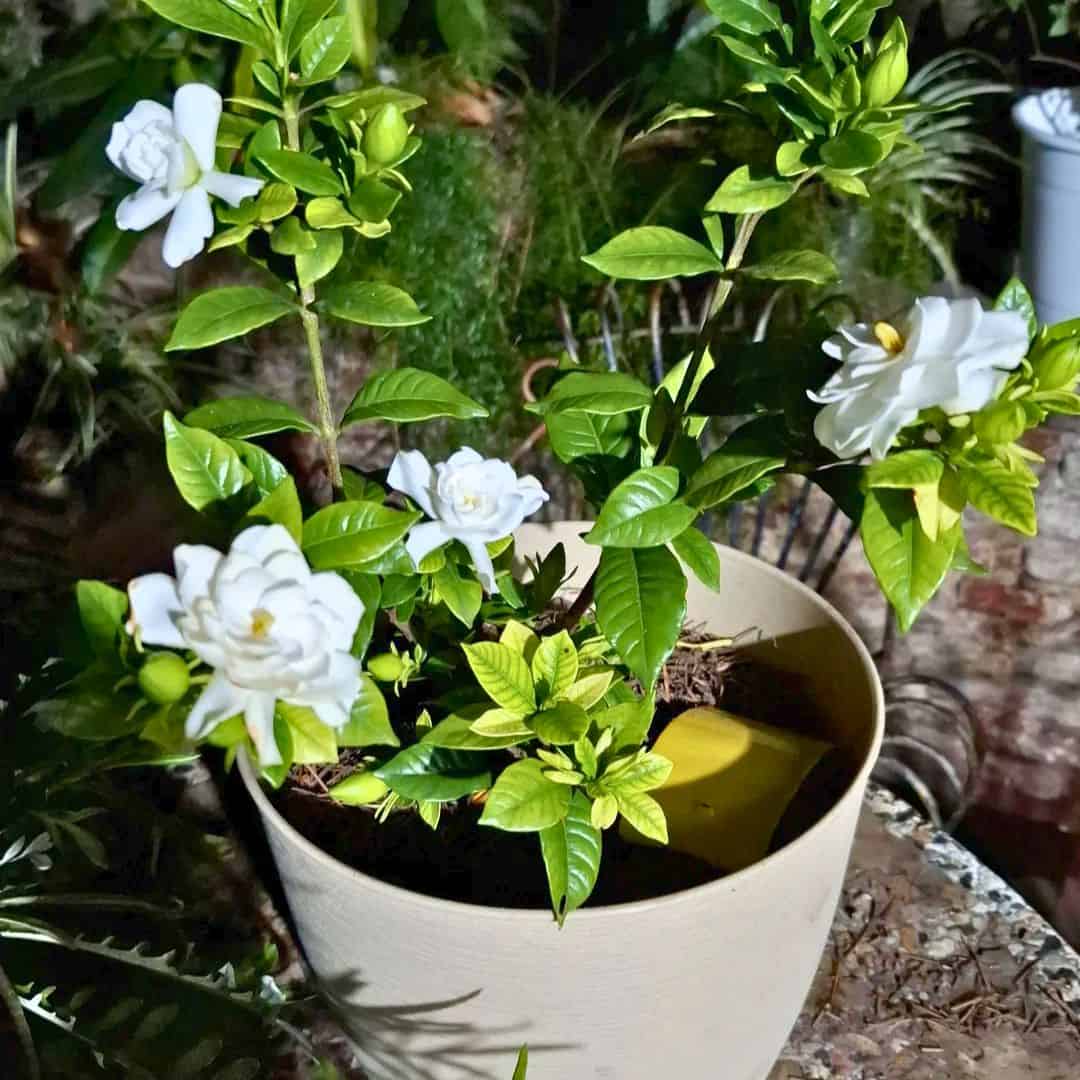 50 Houseplants That Love Coffee Grounds » Simplify Plants