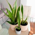 25 Best Plants For Your Kitchen » Simplify Plants