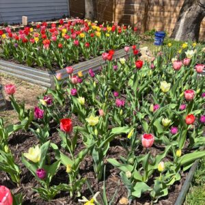 11 Easy Tips To Grow Spring Bulbs Like A Pro » Simplify Plants