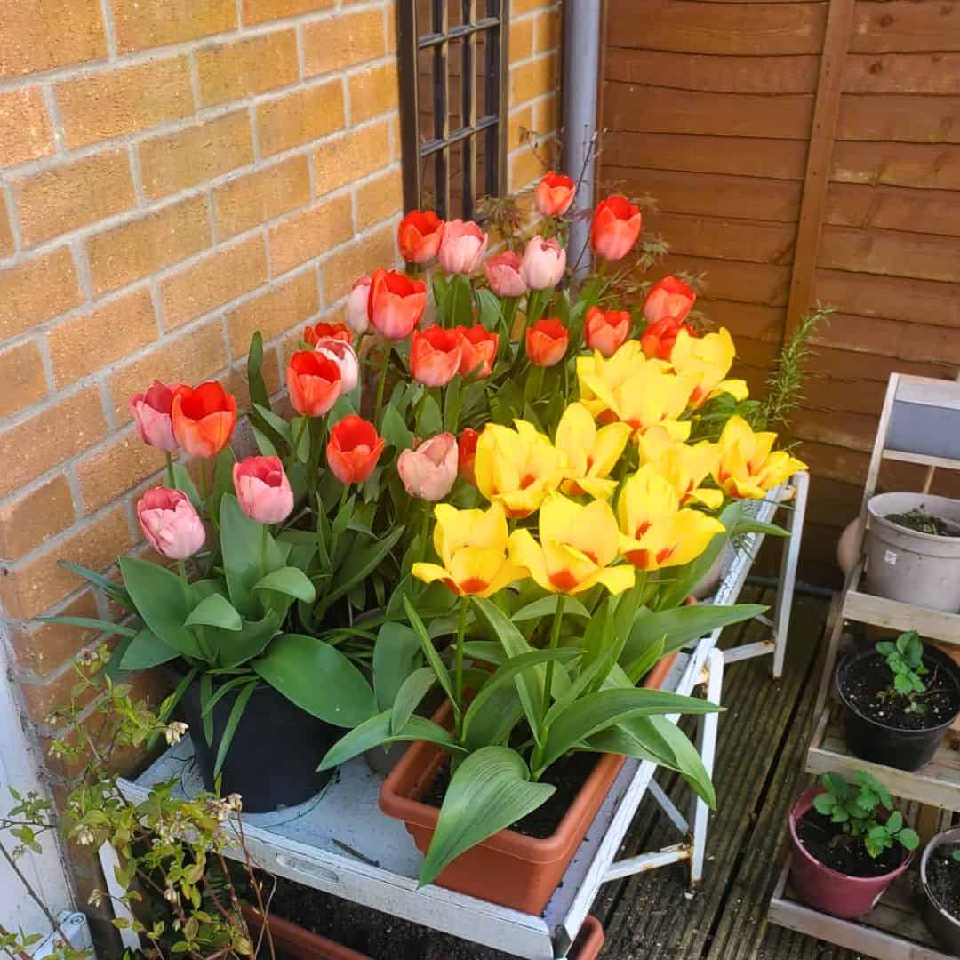 11 Tips For Planting Bulbs In Pots Like A Pro » Simplify Plants