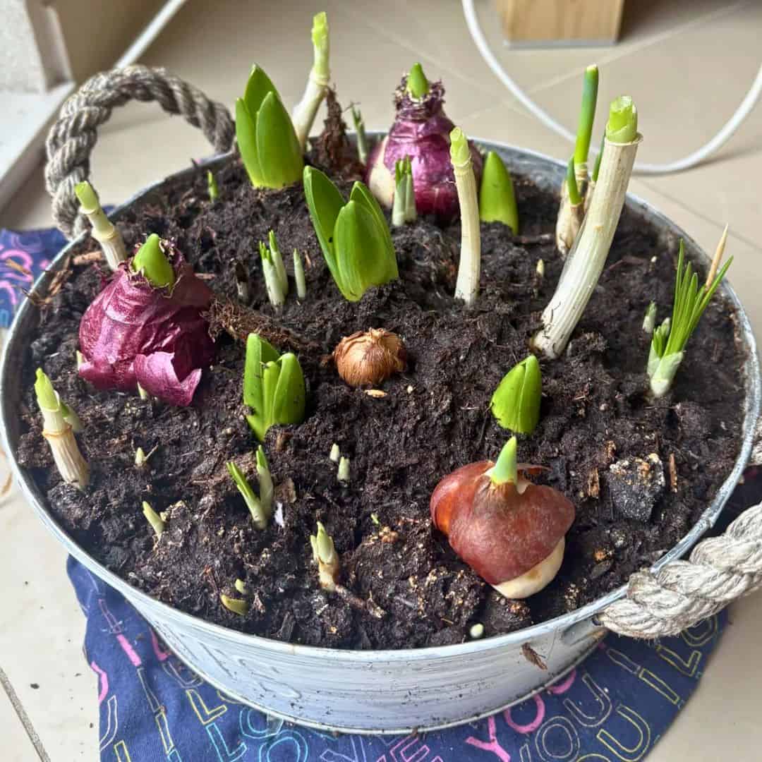 11 Tips For Planting Bulbs In Pots Like A Pro » Simplify Plants