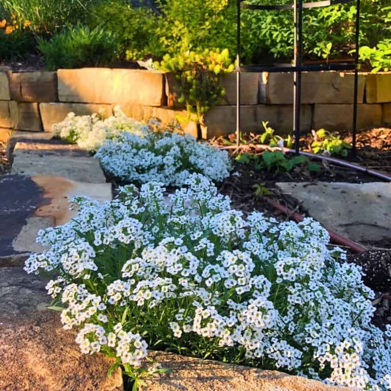 15 Best Window Box Flowers That Thrive In Full Sun » Simplify Plants