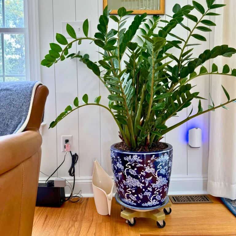 ZZ Plant Falling Over: Simple Causes And Easy Fixes » Simplify Plants