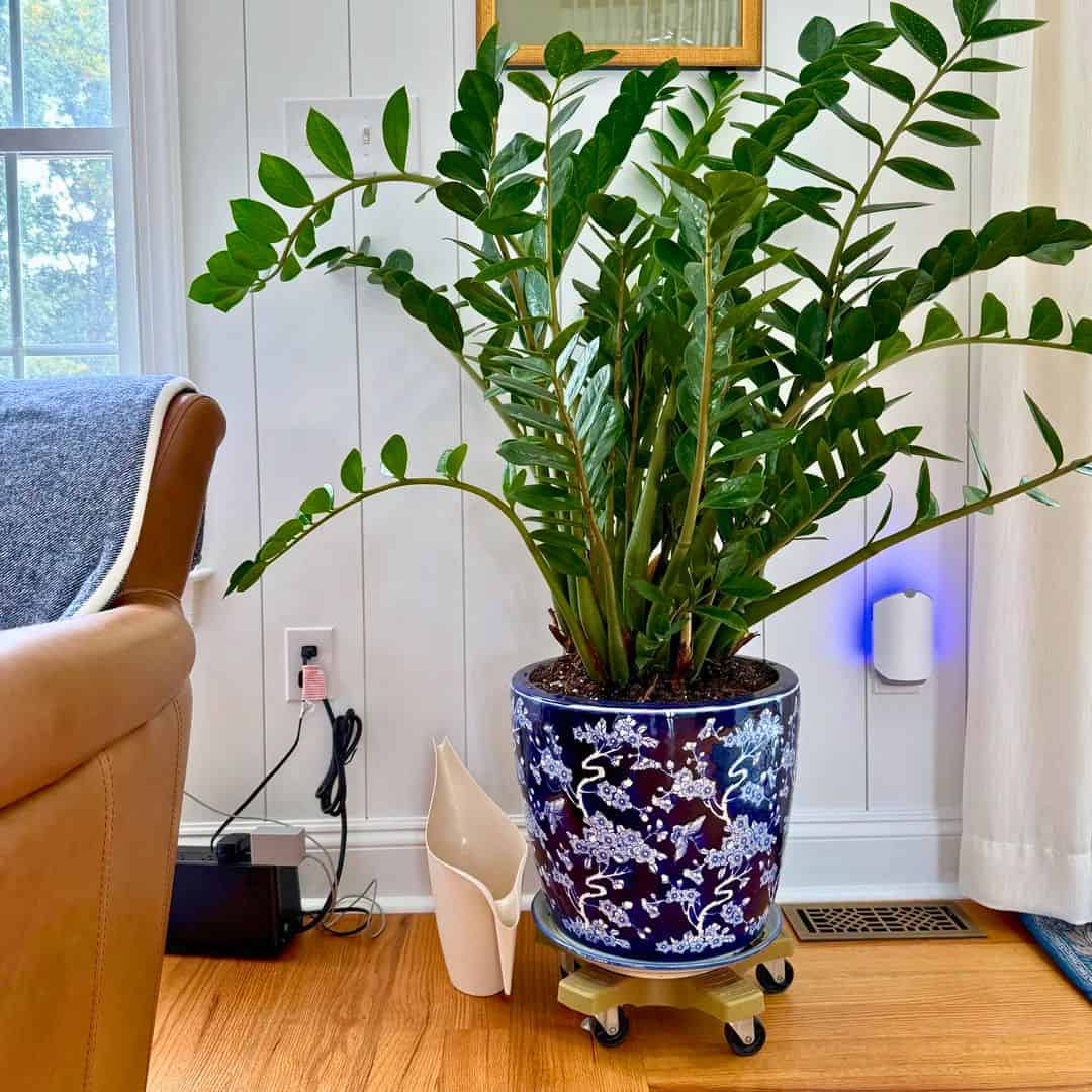 21 Humidity-Loving Bathroom Plants That Soak Up Extra Moisture ...